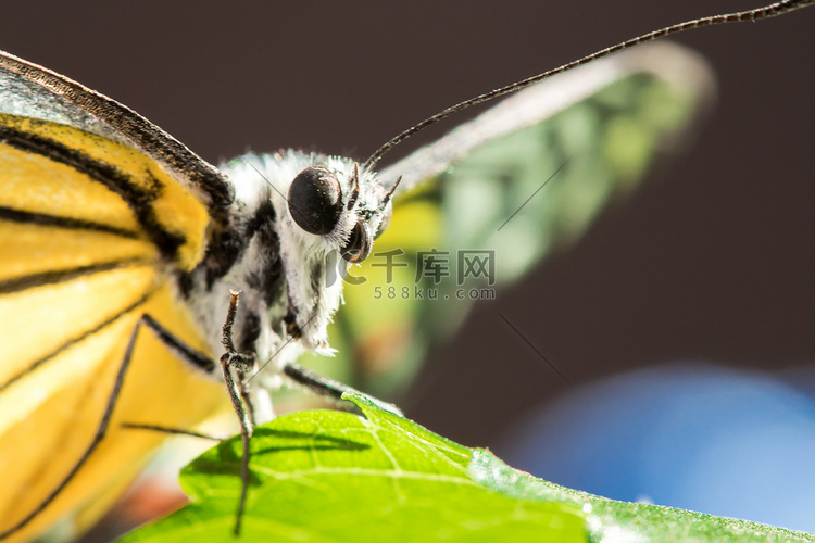 橙鸥（Cepora iudith malaya Fruhstorfer）通常沿着小灌木丛展开翅膀。高清摄影大图-千库网