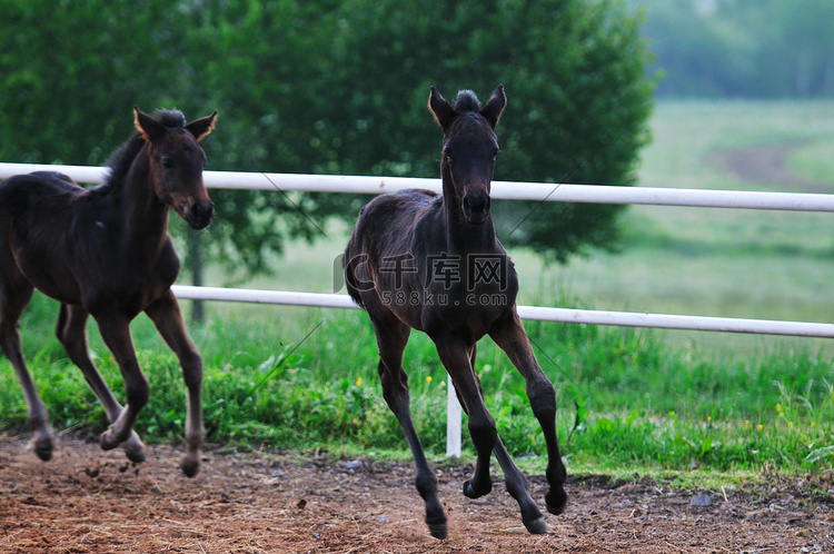 小马高清摄影大图-千库网