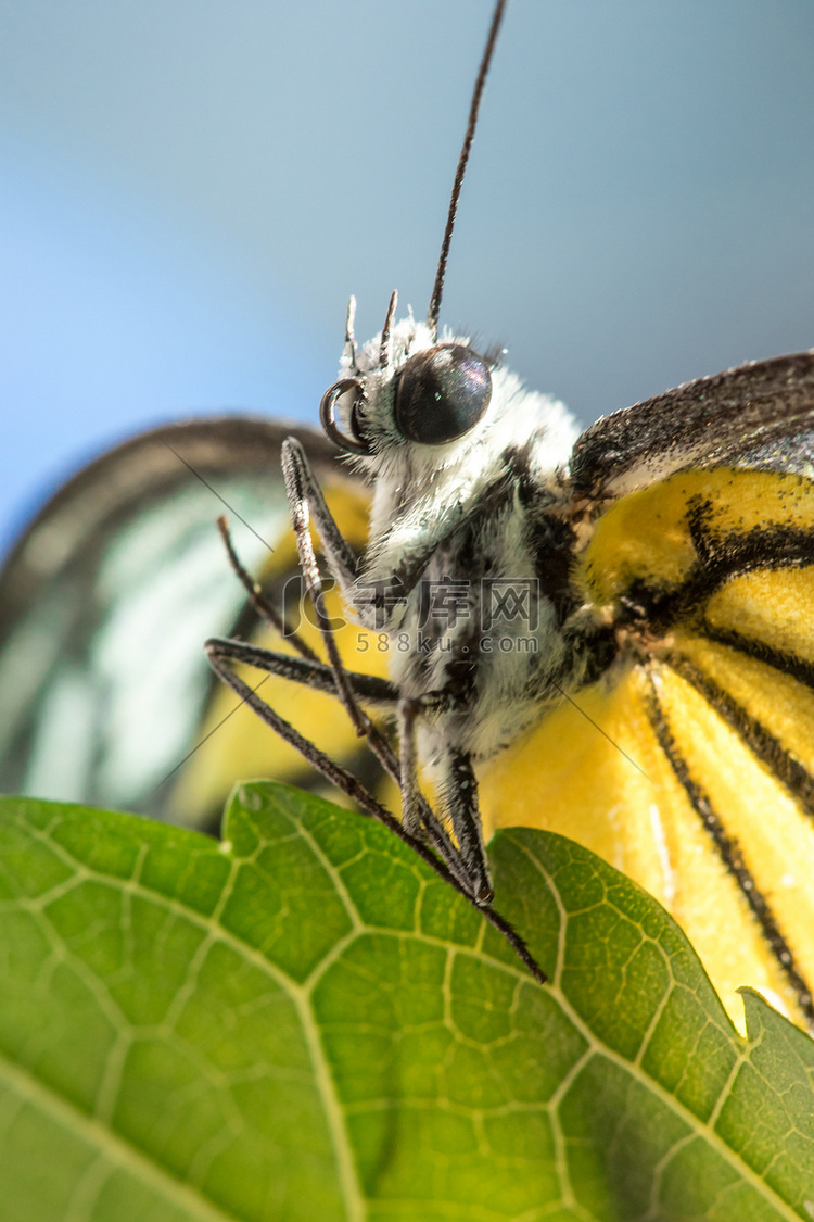 橙鸥（Cepora iudith malaya Fruhstorfer）通常沿着小灌木丛展开翅膀。高清摄影大图-千库网