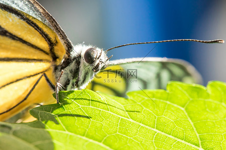 橙鸥（Cepora iudith malaya Fruhstorfer）通常沿着小灌木丛展开翅膀。高清摄影大图-千库网