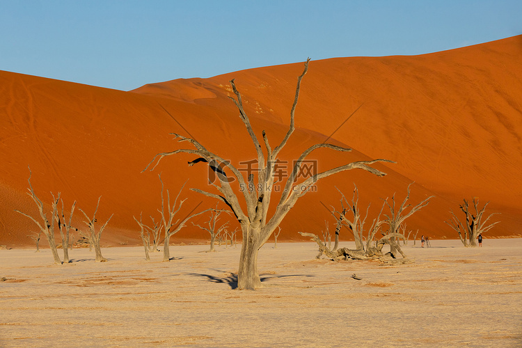 纳米比亚 Sossusvlei 的 Dead Vlei 景观高清摄影大图-千库网