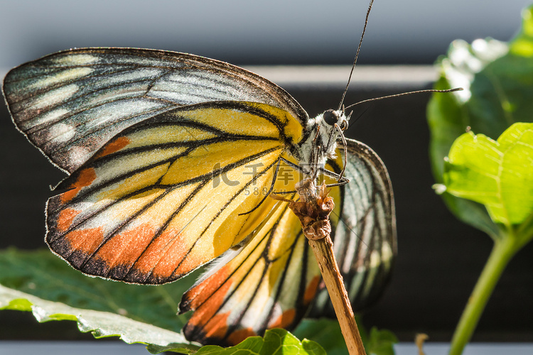 橙鸥（Cepora iudith malaya Fruhstorfer）通常沿着小灌木丛展开翅膀。高清摄影大图-千库网
