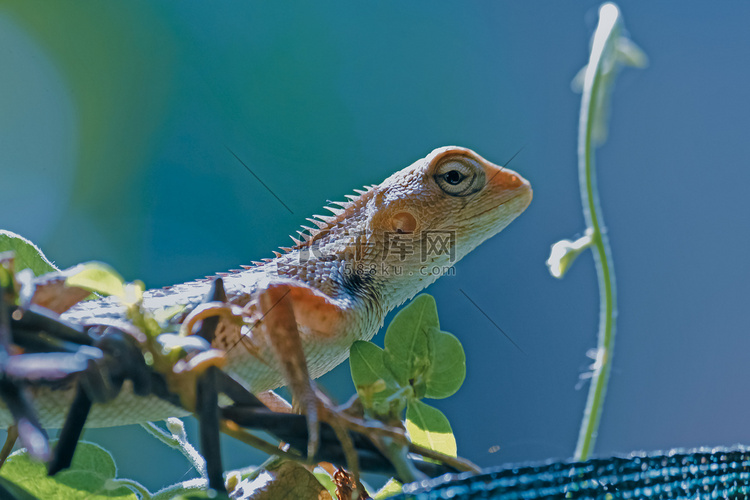 印度花园蜥蜴（Calotes versicolor）高清摄影大图-千库网