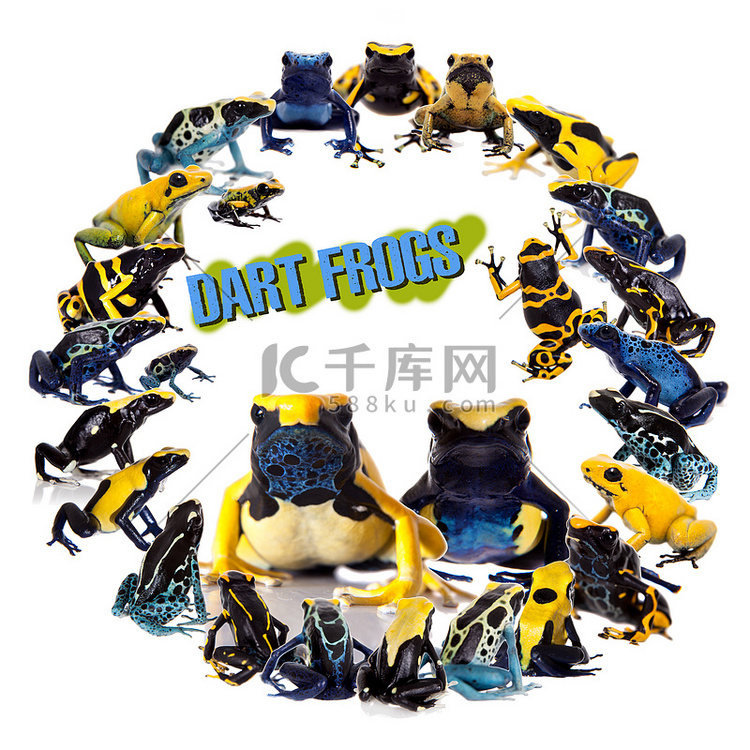 染色毒箭蛙套装，Dendrobatestinctorius，白色高清摄影大图-千库网