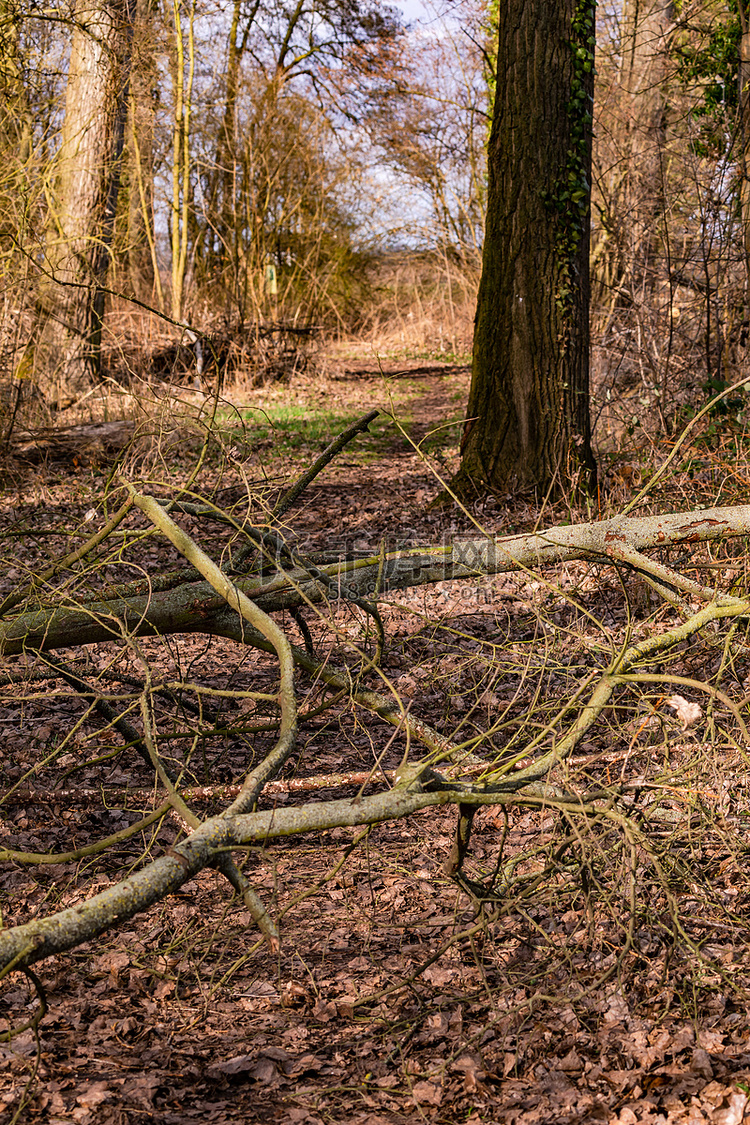 森林小路被倒下的树枝和树木挡住高清摄影大图-千库网