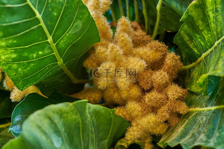 金栗树与多刺的果实，Chinquapin 植物。高清摄影大图-千库网