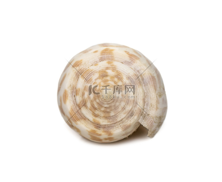 圆锥花螺（Conus tessulatus），俗名棋盘锥，是圆锥花科圆锥花螺属的一种海洋腹足类软体动物。高清摄影大图-千库网