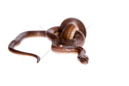 白色背景上的条纹屋蛇高清摄影大图-千库网