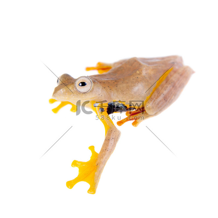 两点飞树蛙，Rhacophorus rhodopus，白色高清摄影大图-千库网