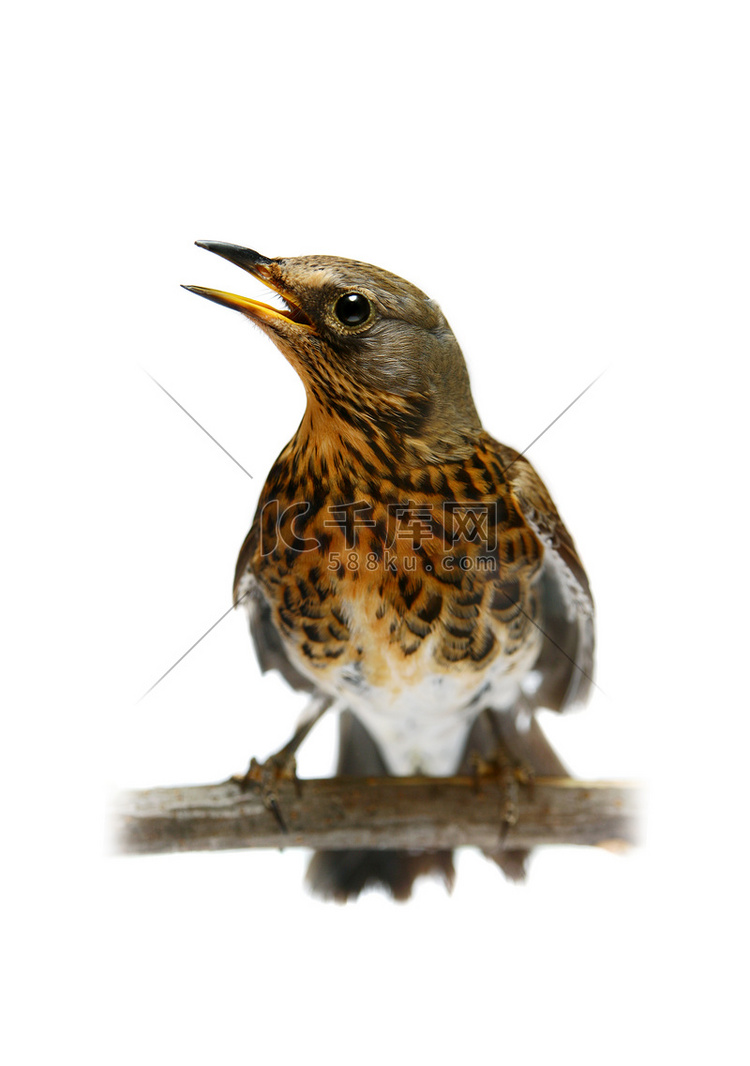 白色的女性 Fieldfare高清摄影大图-千库网