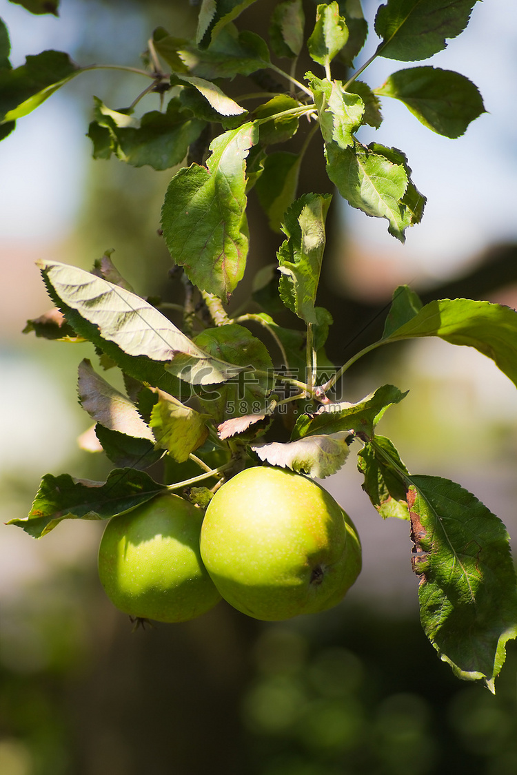 夏天苹果树上的苹果成熟了高清摄影大图-千库网