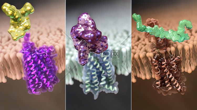 G 蛋白偶联受体 (GPCR) 是真核生物中最大且最多样化的膜受体。高清摄影大图-千库网