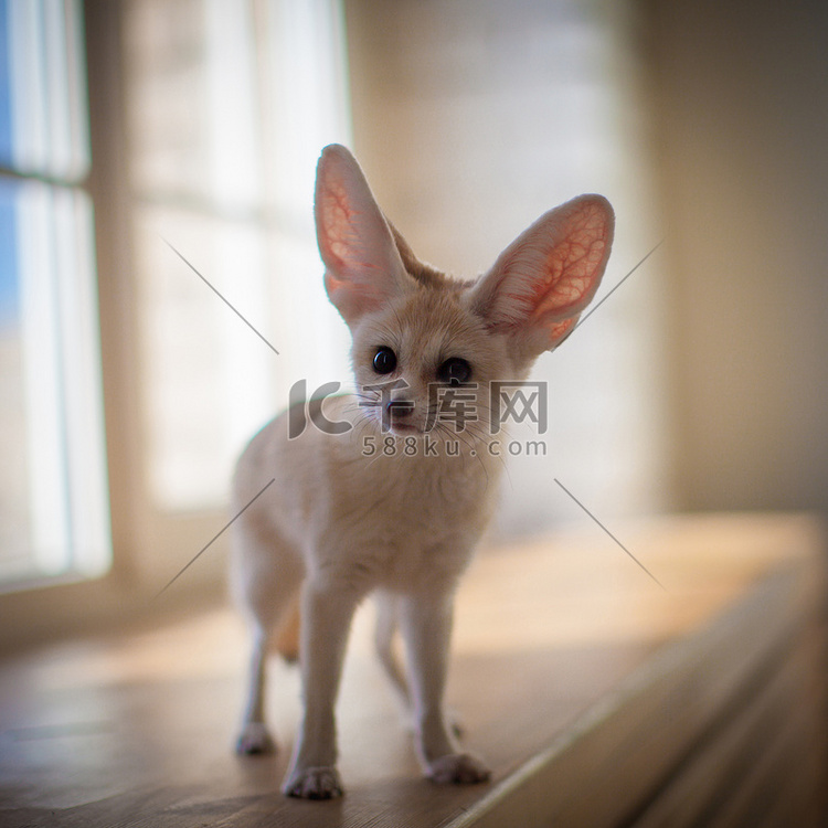 棕色 backgorund 上的漂亮 Fennec 狐狸幼崽高清摄影大图-千库网