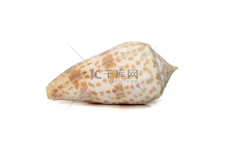 圆锥花螺（Conus tessulatus），俗名棋盘锥，是圆锥花科圆锥花螺属的一种海洋腹足类软体动物。高清摄影大图-千库网