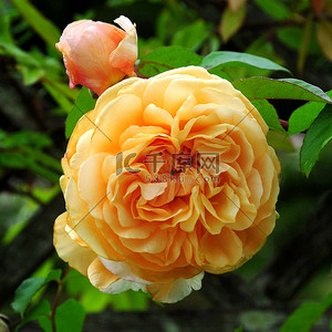 罗莎；高清摄影大图-千库网