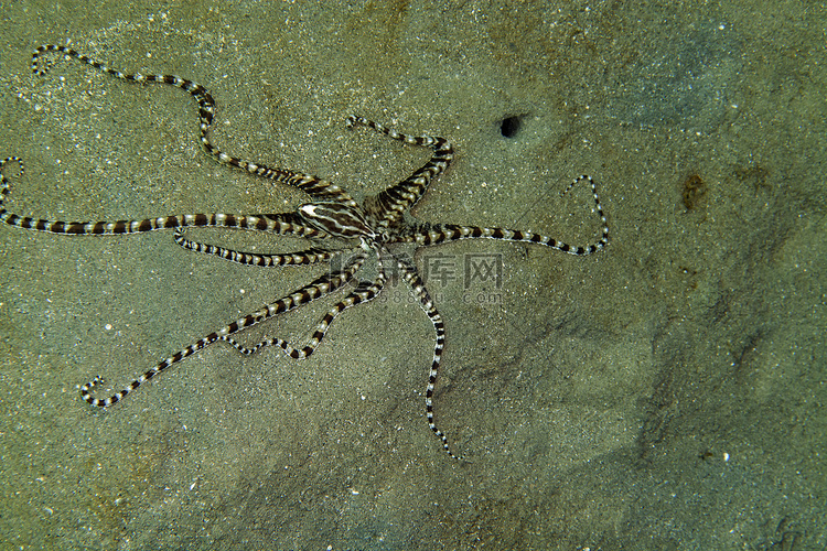 红海中的拟态章鱼（thaumoctopusimimus）。高清摄影大图-千库网