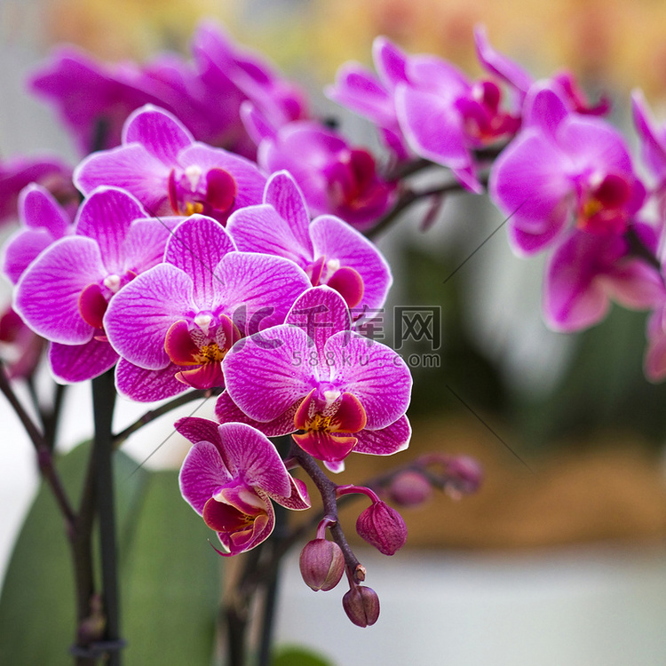 美丽的紫色兰花-蝴蝶兰高清摄影大图-千库网