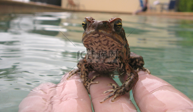 甘蔗蟾蜍 bufo marinus高清摄影大图-千库网