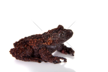 戈登苔藓青蛙，Theloderma gordoni，白色高清摄影大图-千库网