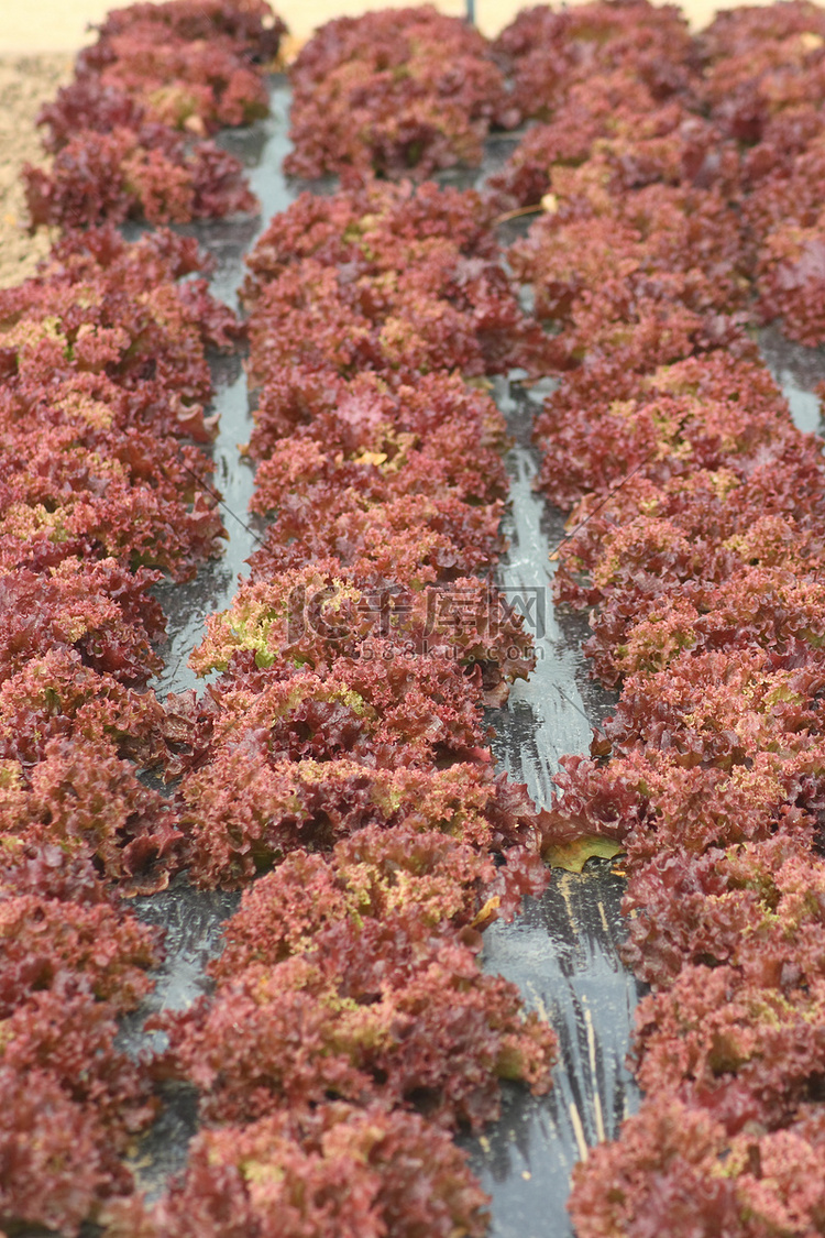Lollo rosso 或 Lollo rossa (Lactuca sativa var. Cripa)高清摄影大图-千库网
