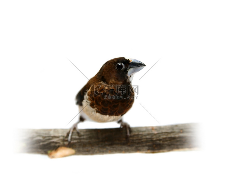 白腰文鸟 Lonchura striata高清摄影大图-千库网