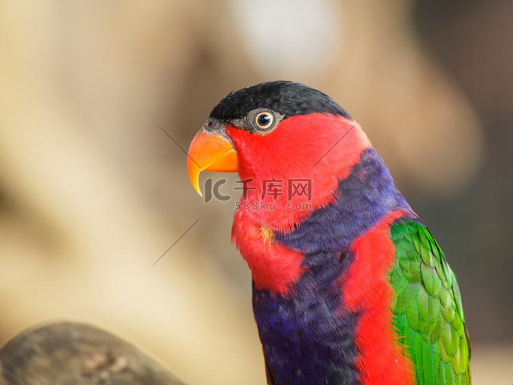 黑冠鹦鹉，学名“Lorius lory”鸟高清摄影大图-千库网