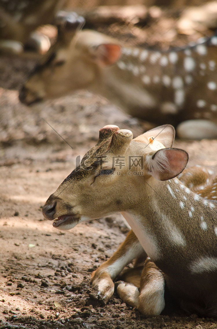 Chital是鹿高清摄影大图-千库网
