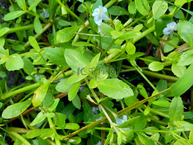 Bacopa monnieri（俗称水牛膝草、婆罗米、百里香叶 gratiola、恩典草本、印度 pennywort）植物具有自然背景高清摄影 ...