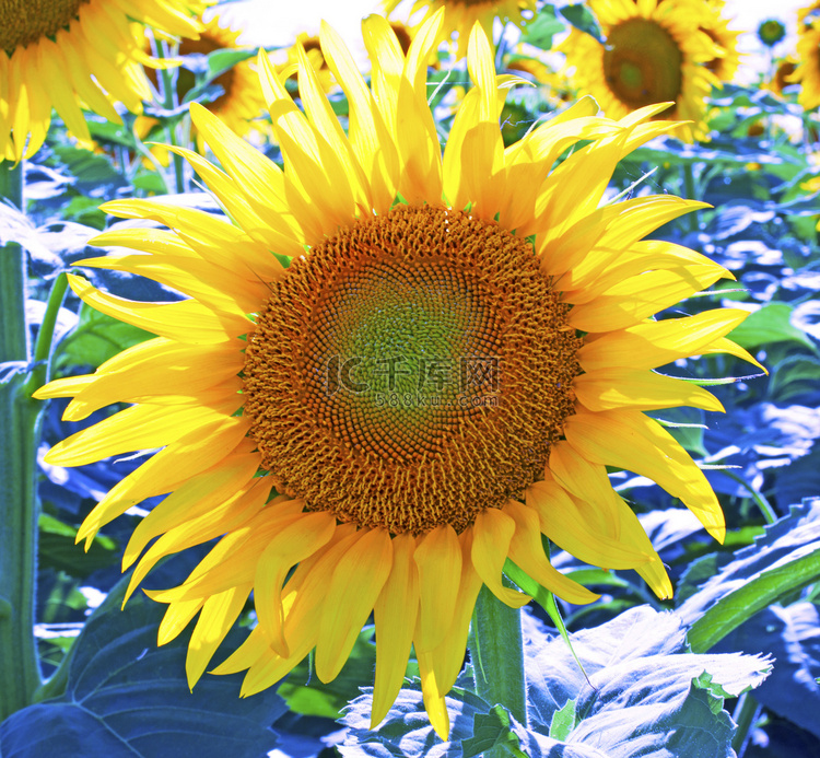 向日葵高清摄影大图-千库网