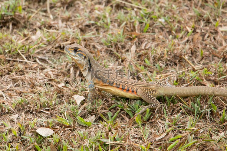 Leiolepis 是 Leiolepidinae 亚科的唯一属。高清摄影大图-千库网