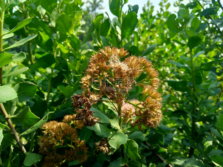 Pluchea indica (印度樟脑草、印度蓬、印度 plucea、Baccharis indica L) 花自然背景高清摄影大图-千库网