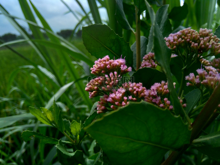 Pluchea indica (印度樟脑草、印度蓬、印度 plucea、Baccharis indica L) 花自然背景高清摄影大图-千库网