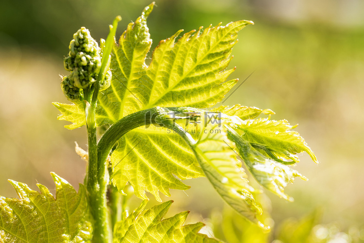 阳光明媚的日子里葡萄的新芽。高清摄影大图-千库网