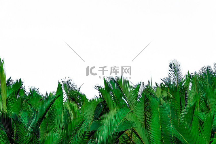 Nypa fruticans Wurmb（Nypa、Atap 棕榈、Nipa 棕榈、红树林棕榈）高清摄影大图-千库网