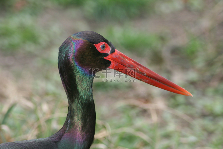 黑鹳（Ciconia nigra）高清摄影大图-千库网