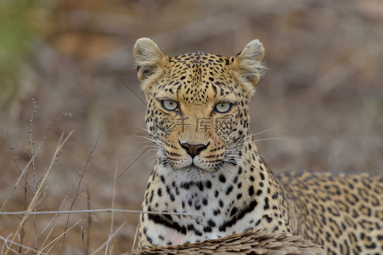 荒野中的豹子高清摄影大图-千库网