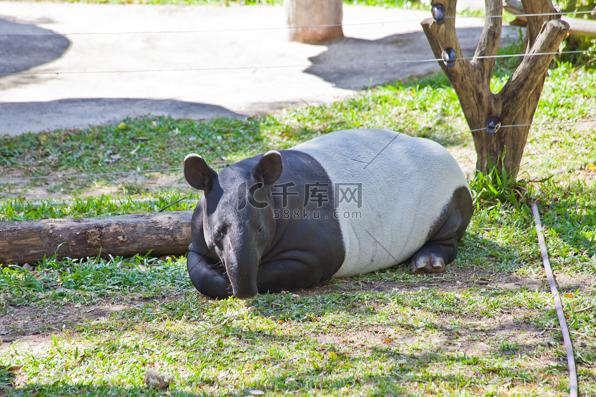 马来貘 (tapirus indicus)高清摄影大图-千库网