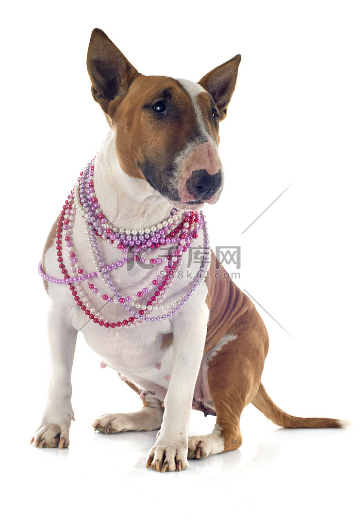 斗牛犬高清摄影大图-千库网