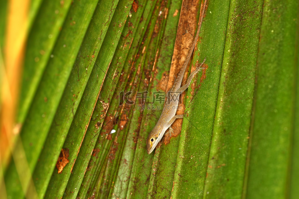 绿安乐蜥（Anolis carolinensis）高清摄影大图-千库网