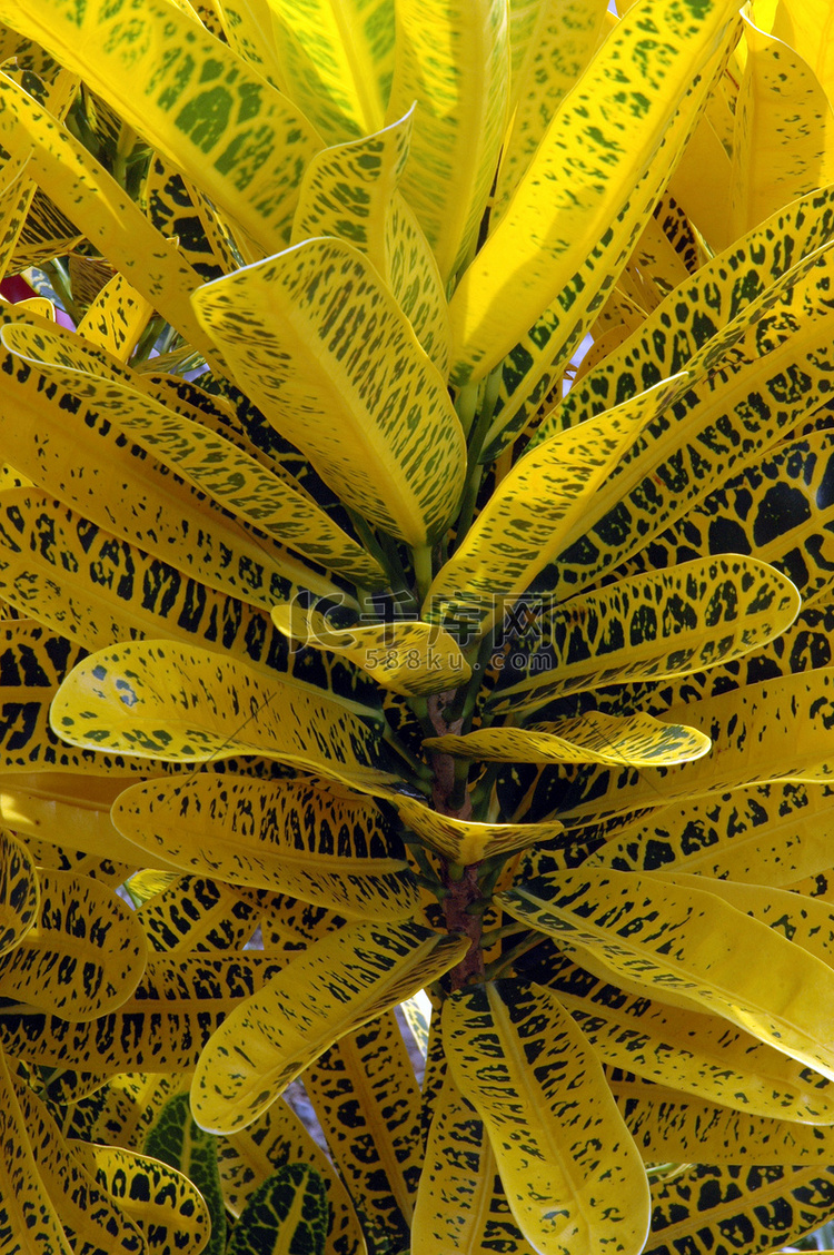 黄色杰斯卡明 - codigeum variegatum (l) blume高清摄影大图-千库网
