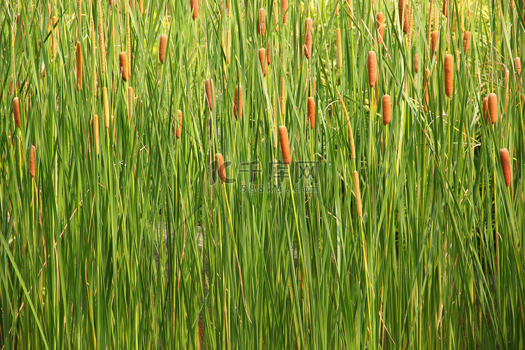 香蒲（Typha angustifolia）高清摄影大图-千库网