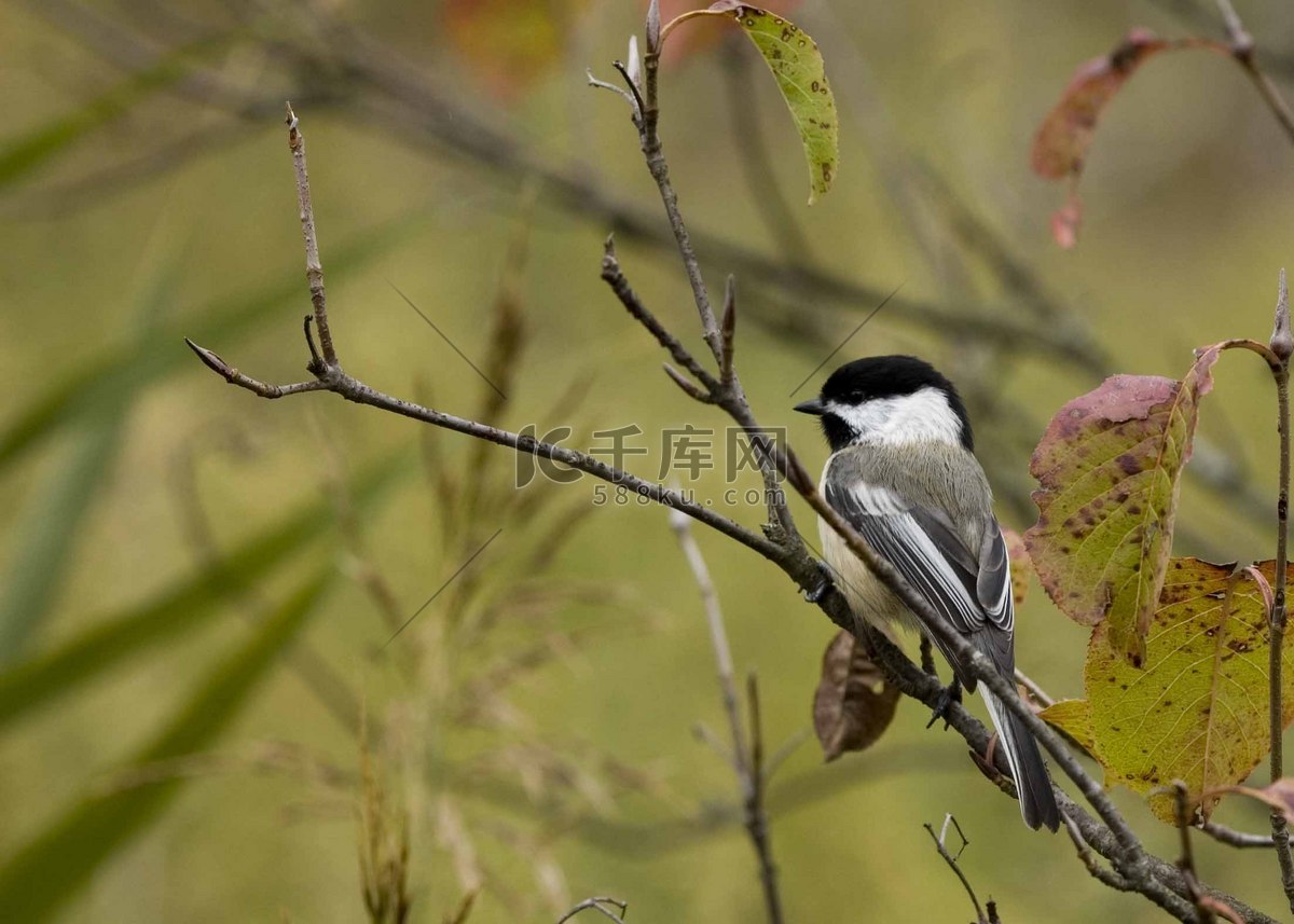 黑顶山雀 (Parus atricapillus)高清摄影大图-千库网
