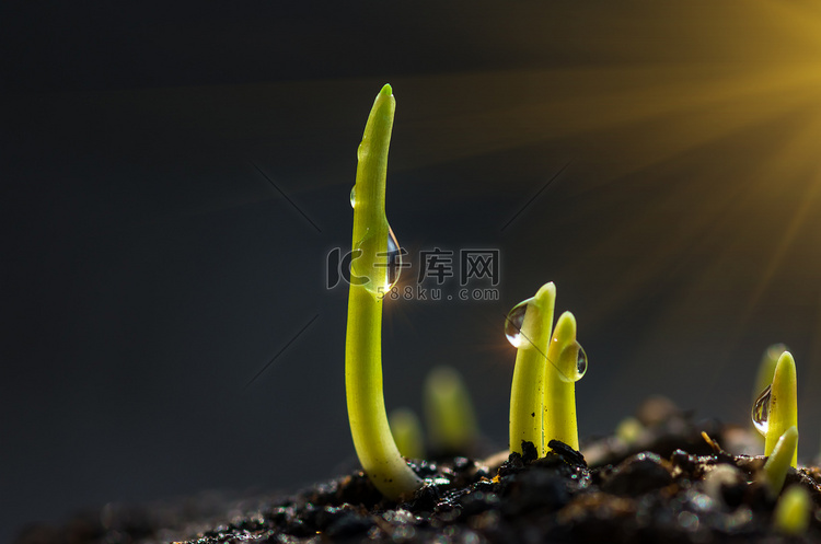 芽苗菜的小麦背景高清摄影大图-千库网