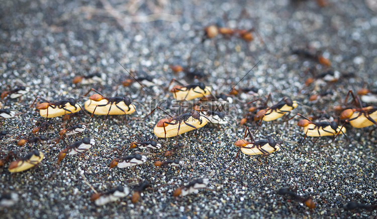一群蚂蚁 (Ecitoninae) 将卵带到一个新巢的位置。Tortuguero 国家公园, 哥斯达黎加高清摄影大图-千库网