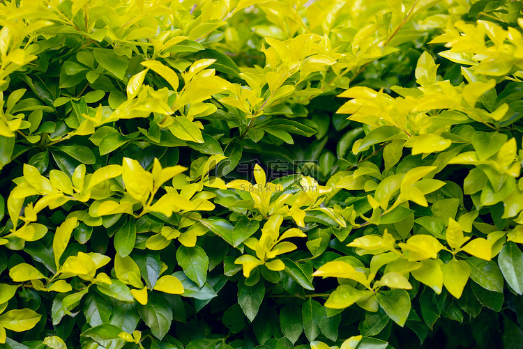 FOLIAGE LEAVES, BUSH LEAVES TEXTURE高清摄影大图-千库网