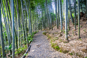 pathway背景图片大全-高清pathway图片素材下载-千库网