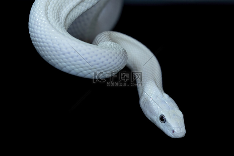 德克萨斯鼠蛇（英语：Texas rat snake，缩写Elaphe obsolete eta lindheimeri）是鼠蛇的亚种，在美国 ...