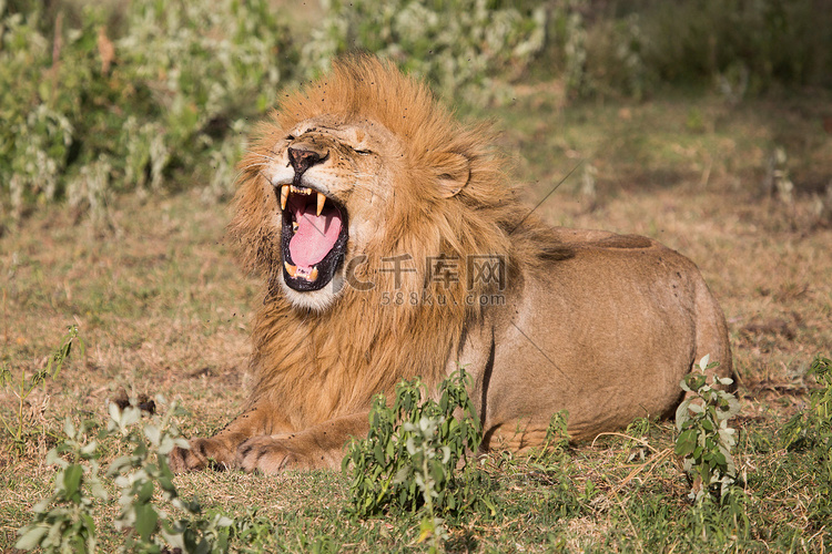 LION FOUND IN EAST AFRICAN national PARKS高清摄影大图-千库网
