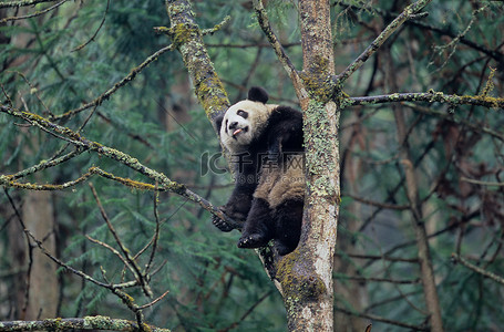 panda摄影图片-panda摄影作品-千库网