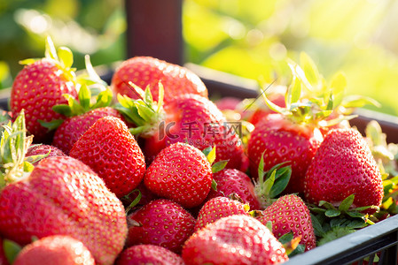 Harvest of ripe red strawberries in container on a sunny summer day ...